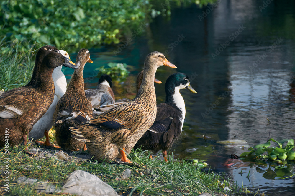 Group of Indian Runner ducks (Anas platyrhynchos domesticus) drying ...
