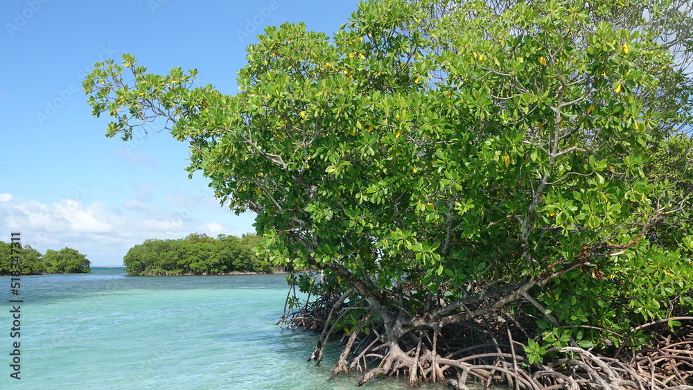 turquoise lagoon of the Caribbean and its mangrove Stock Photo | Adobe ...