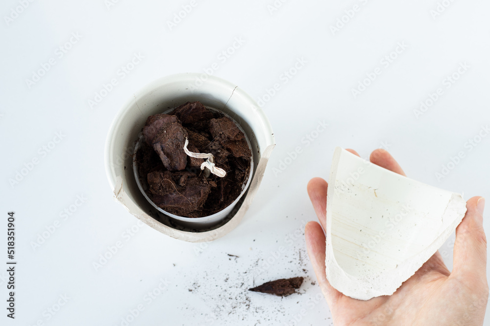 Human hand holding a piece of broken ceramic houseplant pot. Shattered ...