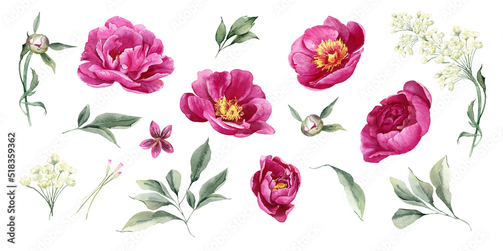 Pink peony watercolor flowers clipart. Floral set of separated elements ...