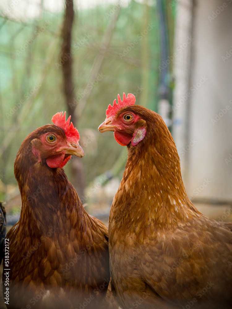 Gallina en coral Stock Photo | Adobe Stock