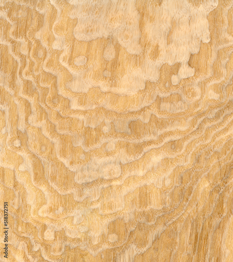 Macro photo of wood cross section Wood grain texture background Stock ...