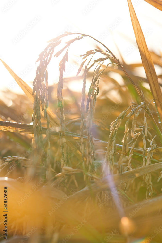 Mature rice plant in sunlight and lens flare. Stock Photo | Adobe Stock