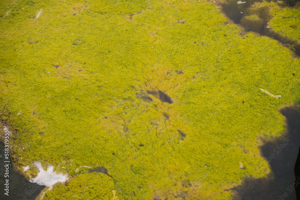 Environmental pollution. A pond or lake with green water and algae ...