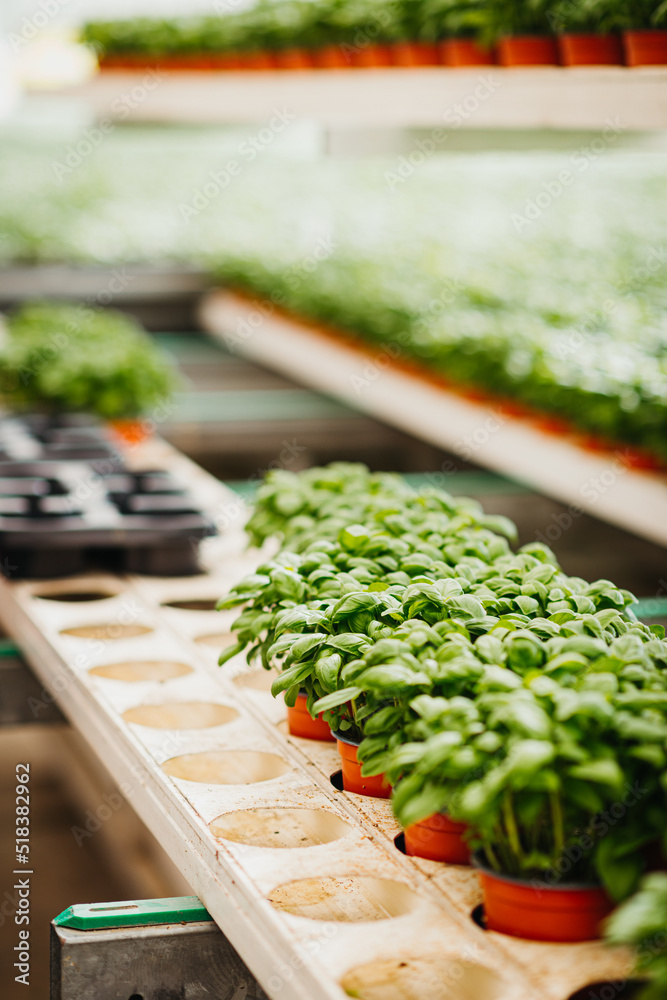 Vertical farming in a plant factory Stock Photo | Adobe Stock