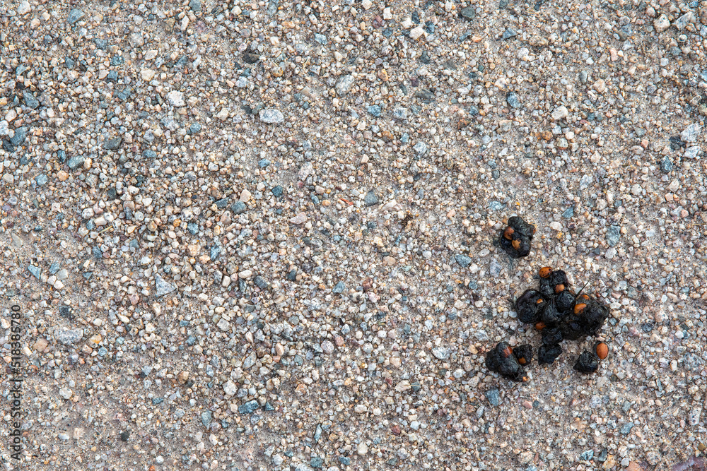 Animal droppings on a gravel walkway Stock Photo | Adobe Stock