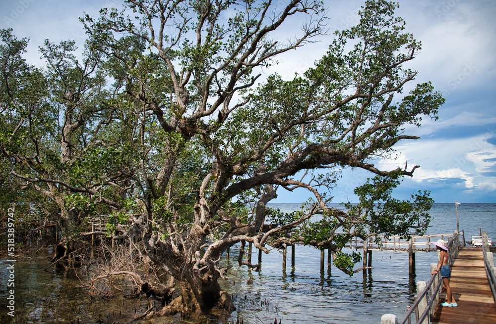 The mysterious Katunggan Mahinog mangrove park looking at an asian girl ...