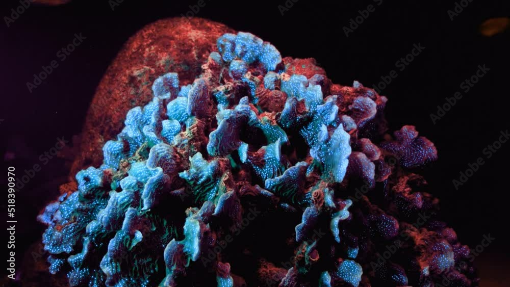 Sea reef Journey deep into the sea Coral Seabed Life at sea 4K ...