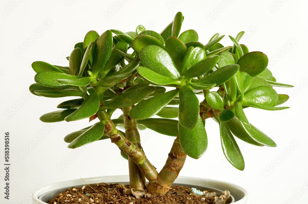 Crassula ovate tree of happiness isolated on white background,Green ...