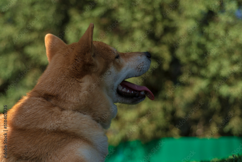 cachorro de perro japones de raza shiba inu, jugando con un trozo de ...