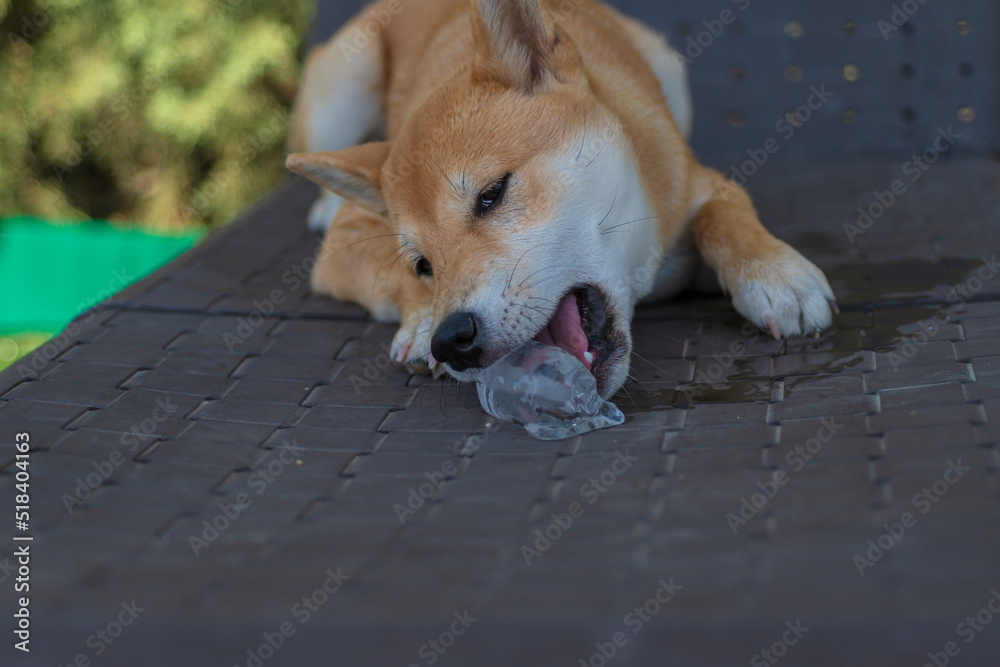 cachorro de perro japonés de raza shiba inu, jugando con una pelota y ...