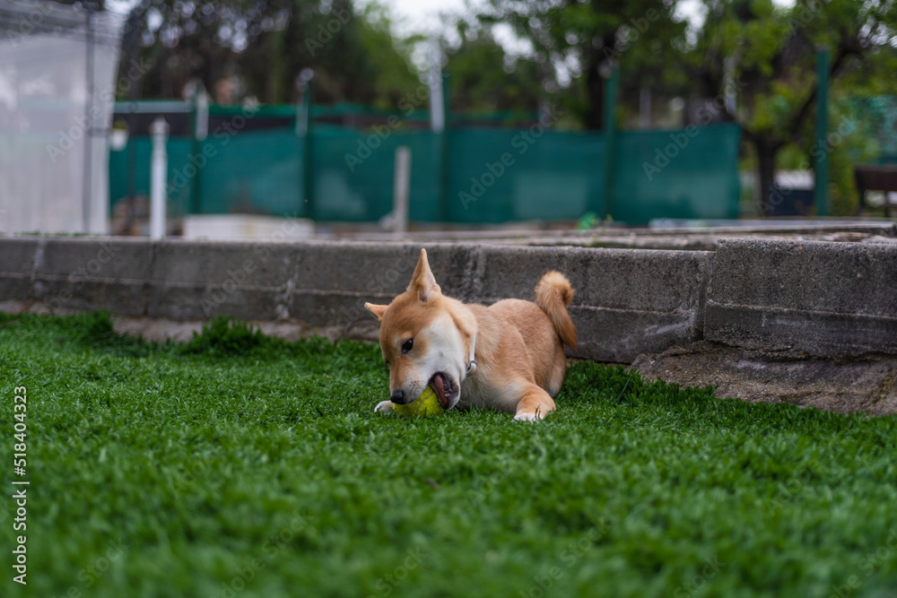 cachorro de perro japonés de raza shiba inu, jugando con una pelota y ...