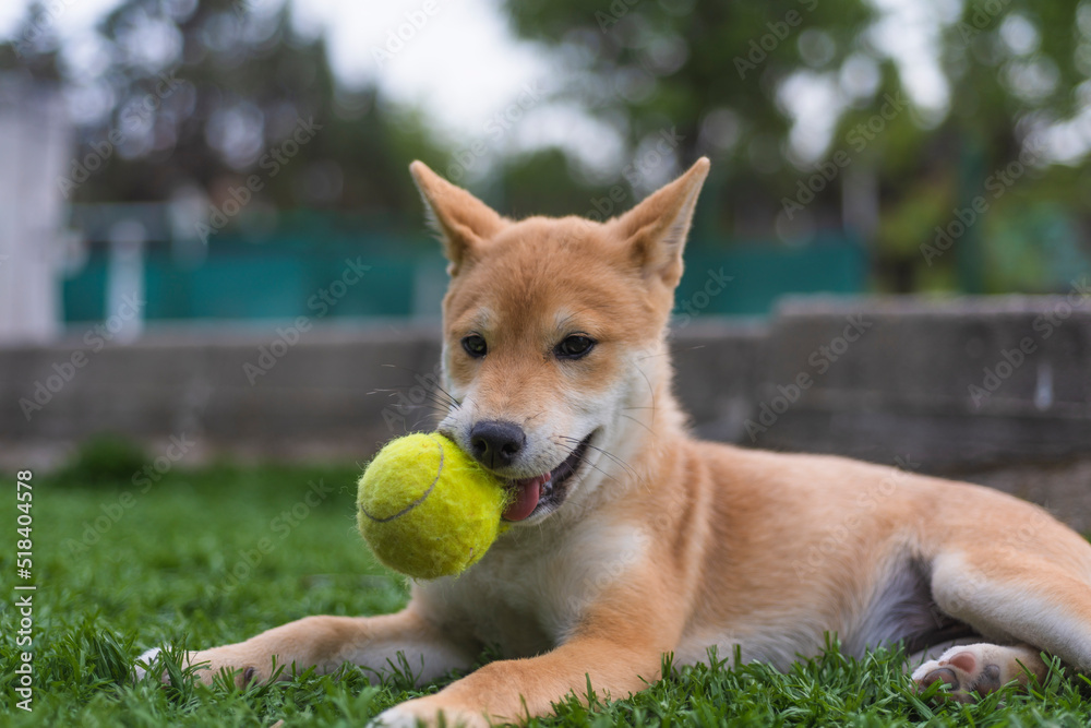 Foto de cachorro de perro japonés de raza shiba inu, jugando con una ...