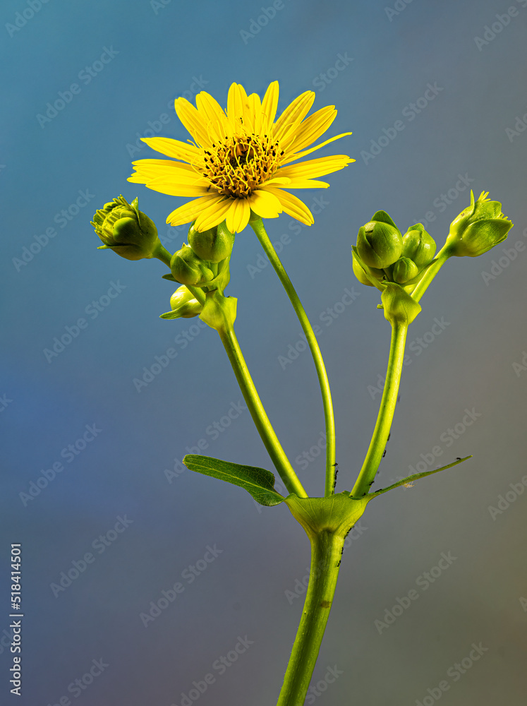 Flower and buds of cup plant (Sylphium perfoliatum), a wildflower ...