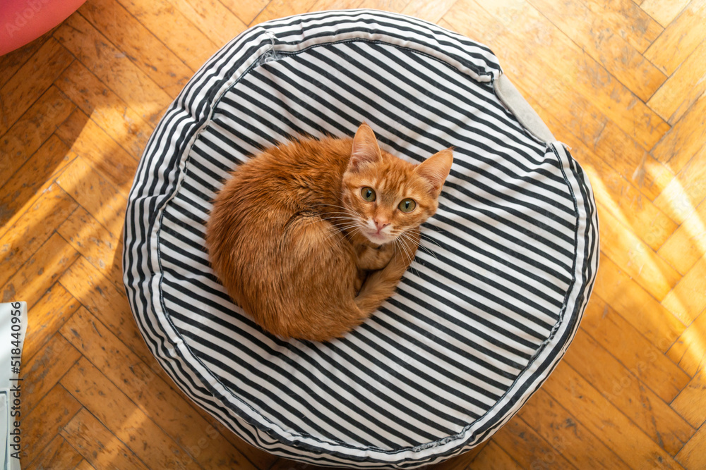 Cute cat top view Stock Photo | Adobe Stock