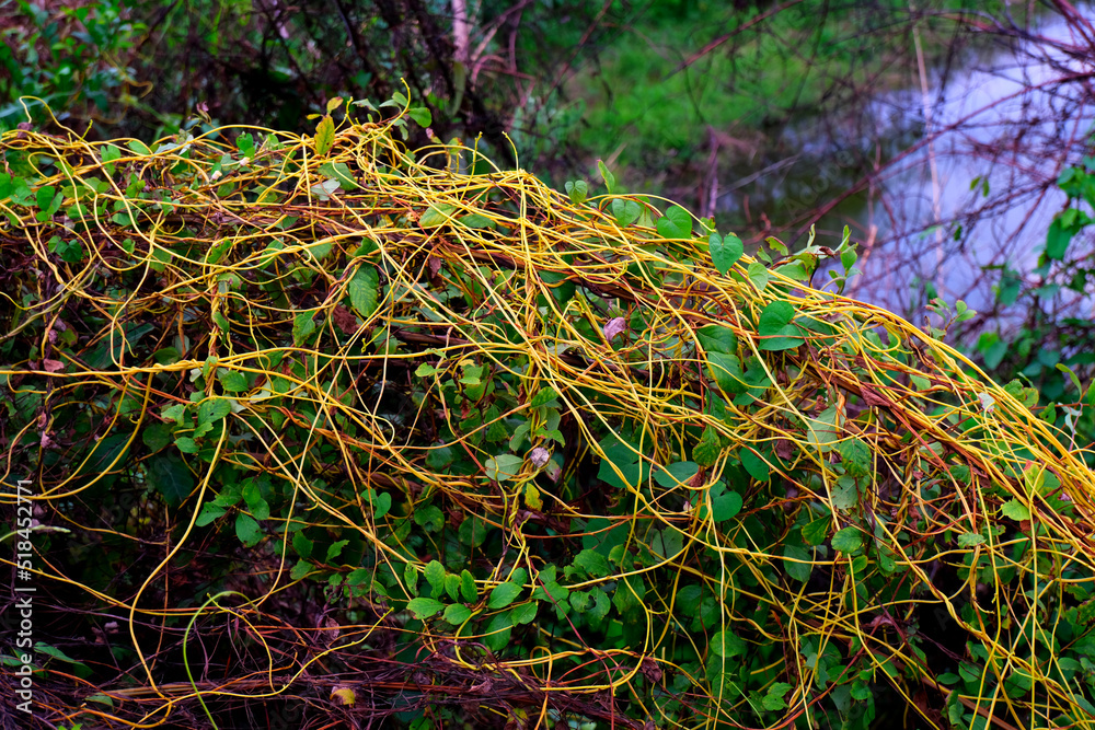 Cuscuta, Dodder or Amarbel on a bush, a quarantine plant, a parasite ...