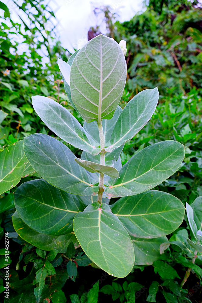 Calotropis Leaves