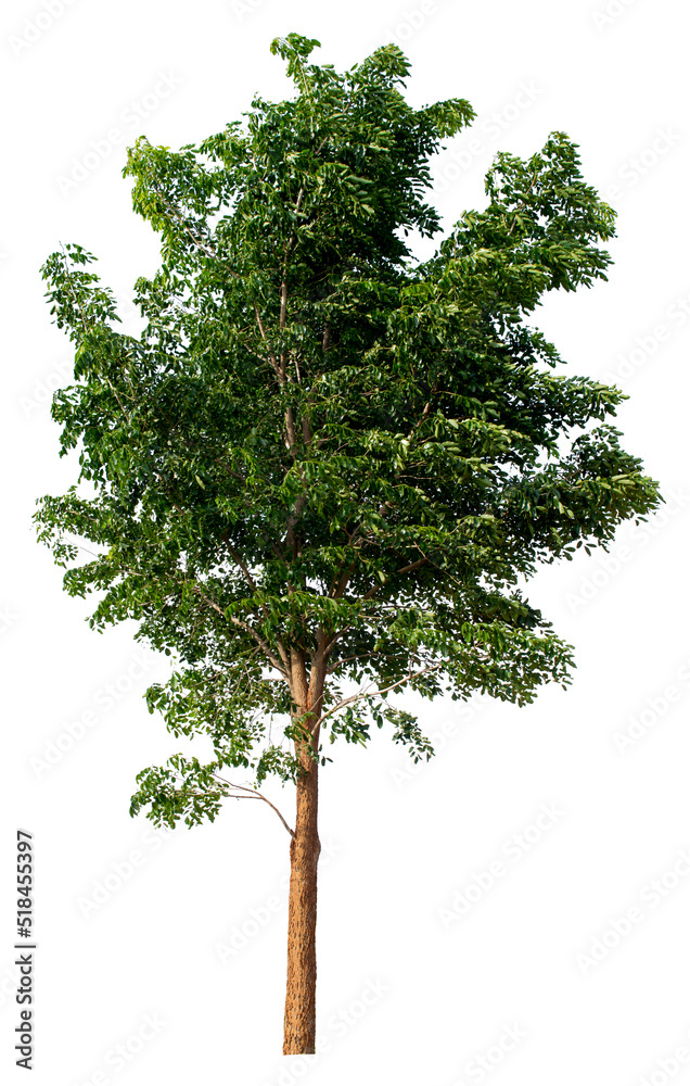 Fotografia do Stock: isolated trees on a white background Isolated ...