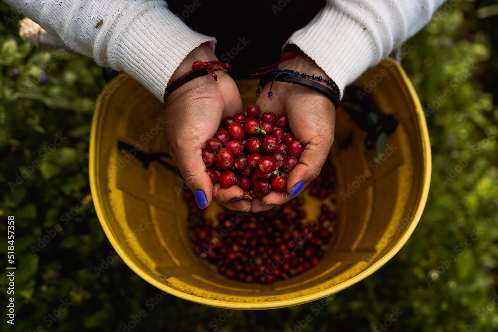 ripe coffee beans Stock Photo | Adobe Stock