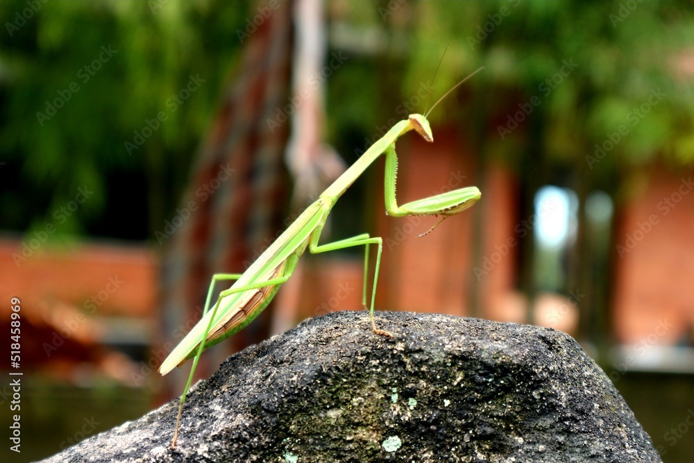 praying mantis with blur background Stock Photo | Adobe Stock