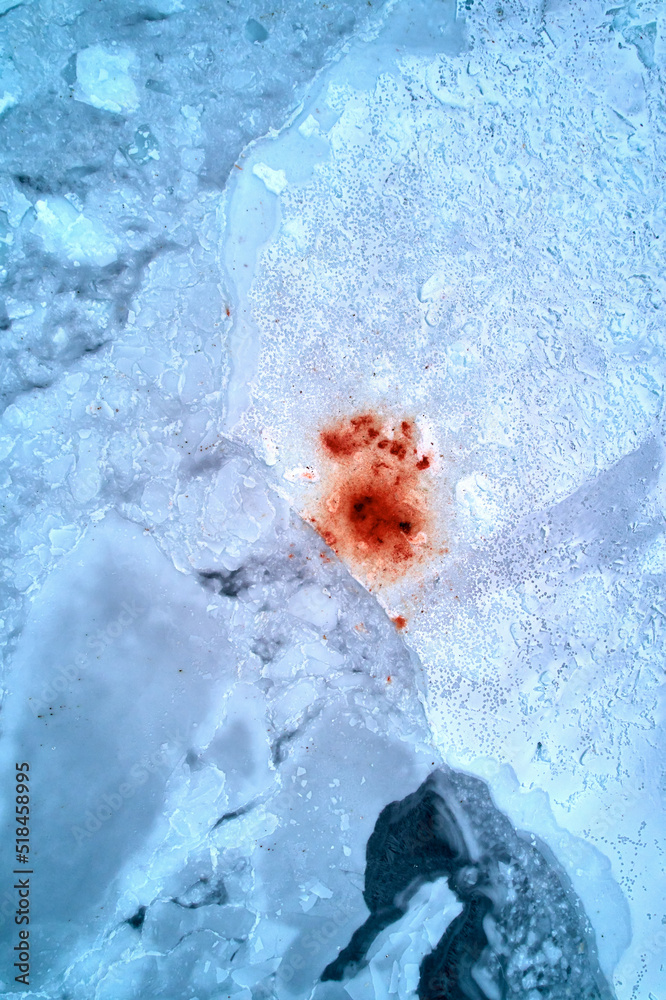 Blood stains the sea ice from a seal hunt in Greenland, winter Stock ...
