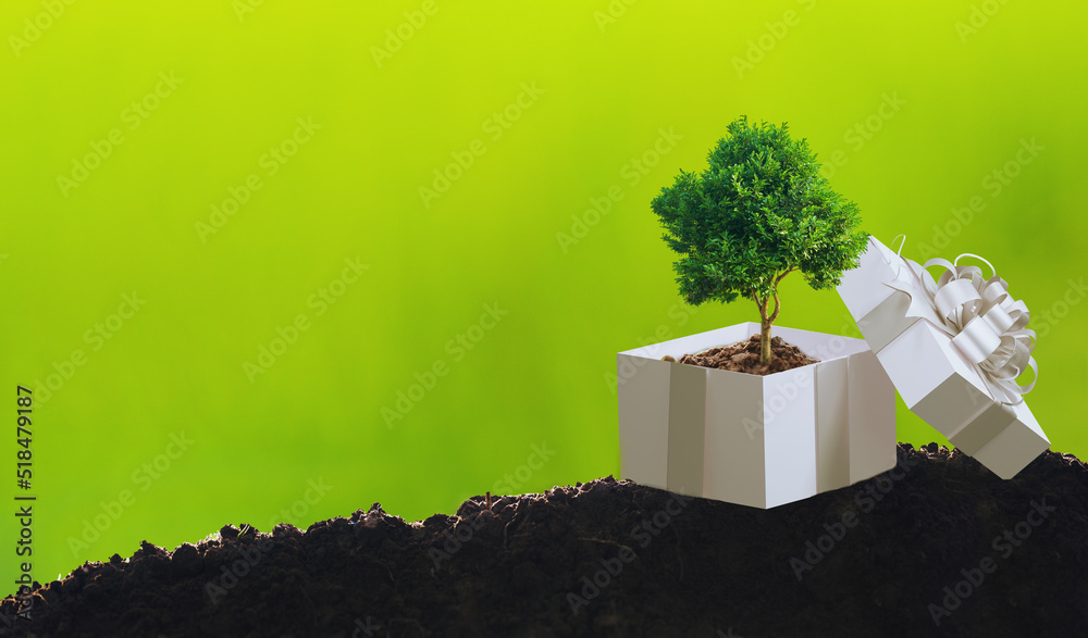 Open white gift box with tree to grow in the soil on greenery ...
