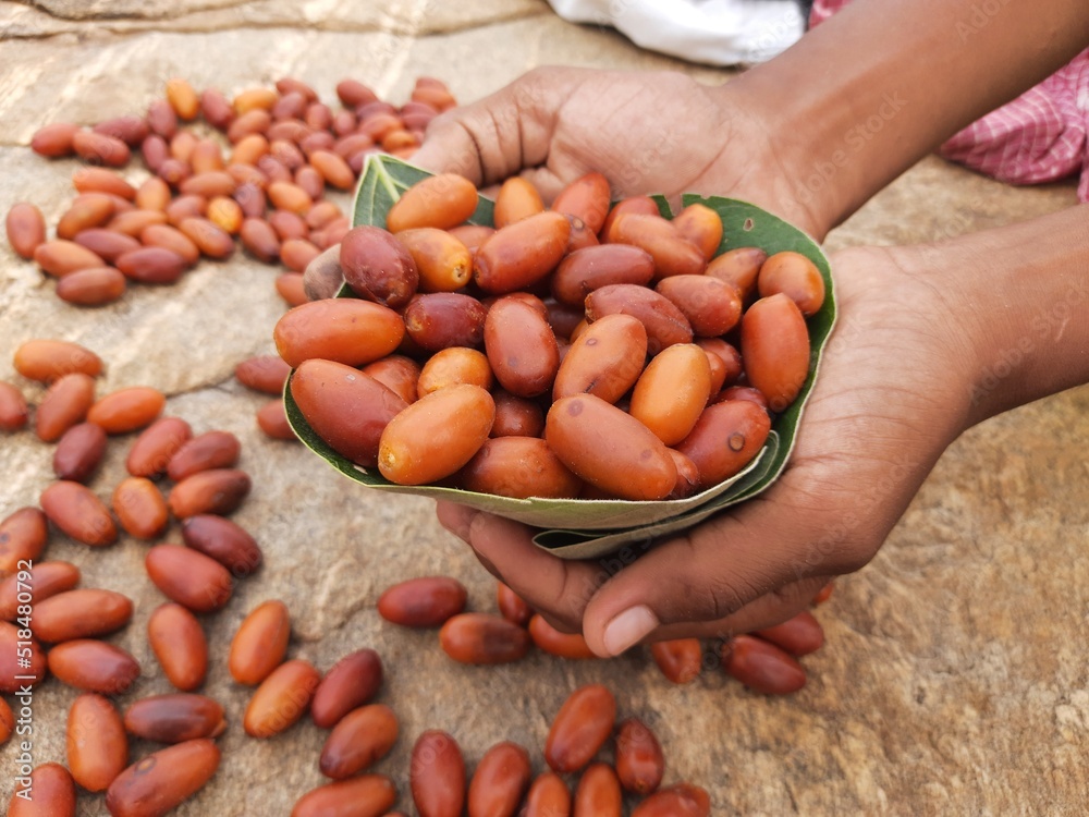 Phoenix dactylifera fruit. Its other names date or date palm, It is a ...