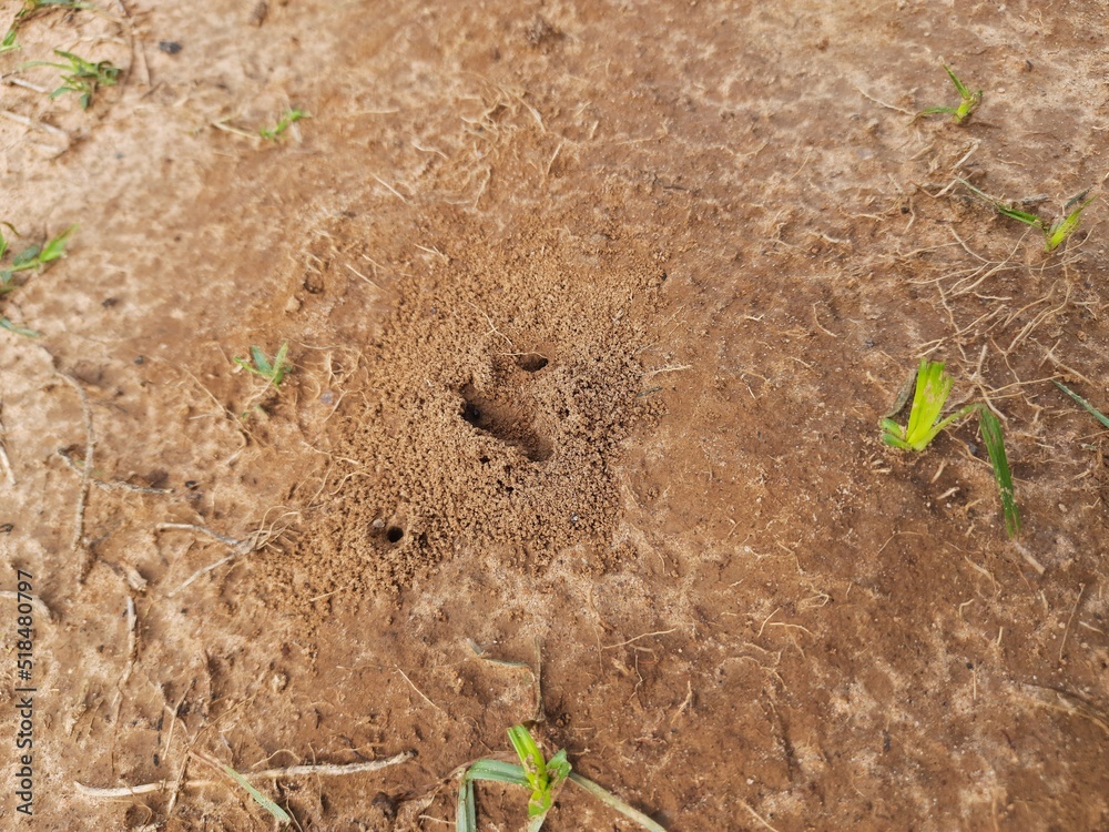 Colony of ants. Ants are making their home and Digging the soil from ...