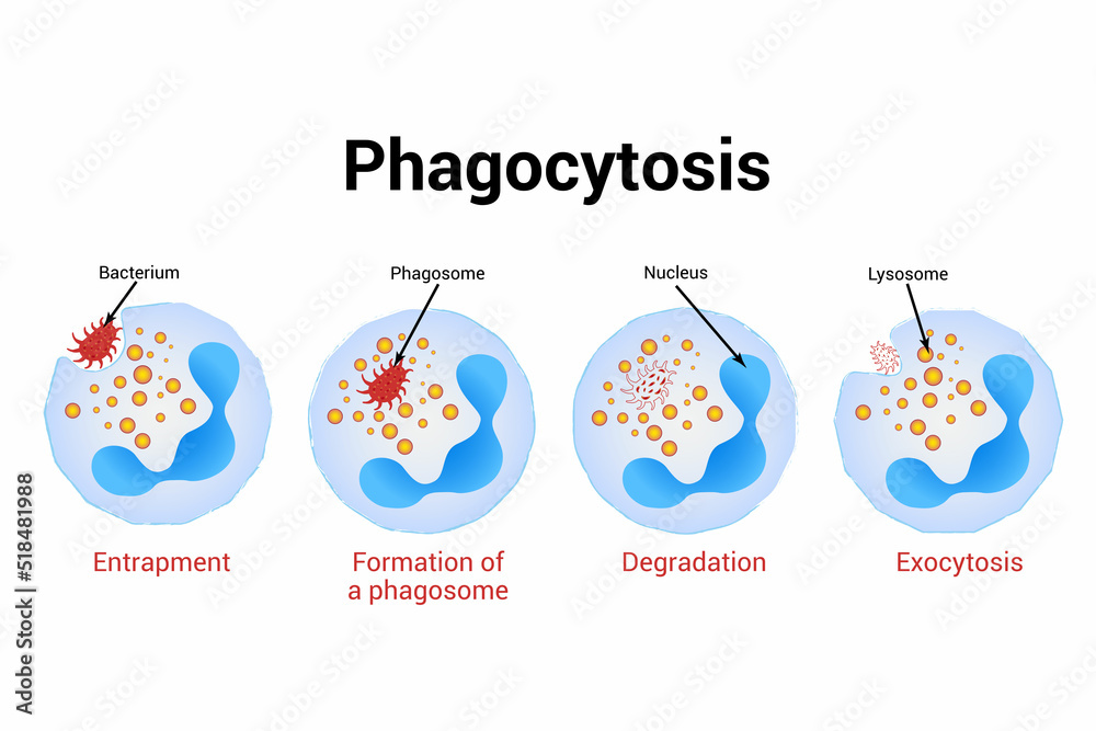 Phagocytosis Vector. Medical illustration. Stock Vector | Adobe Stock