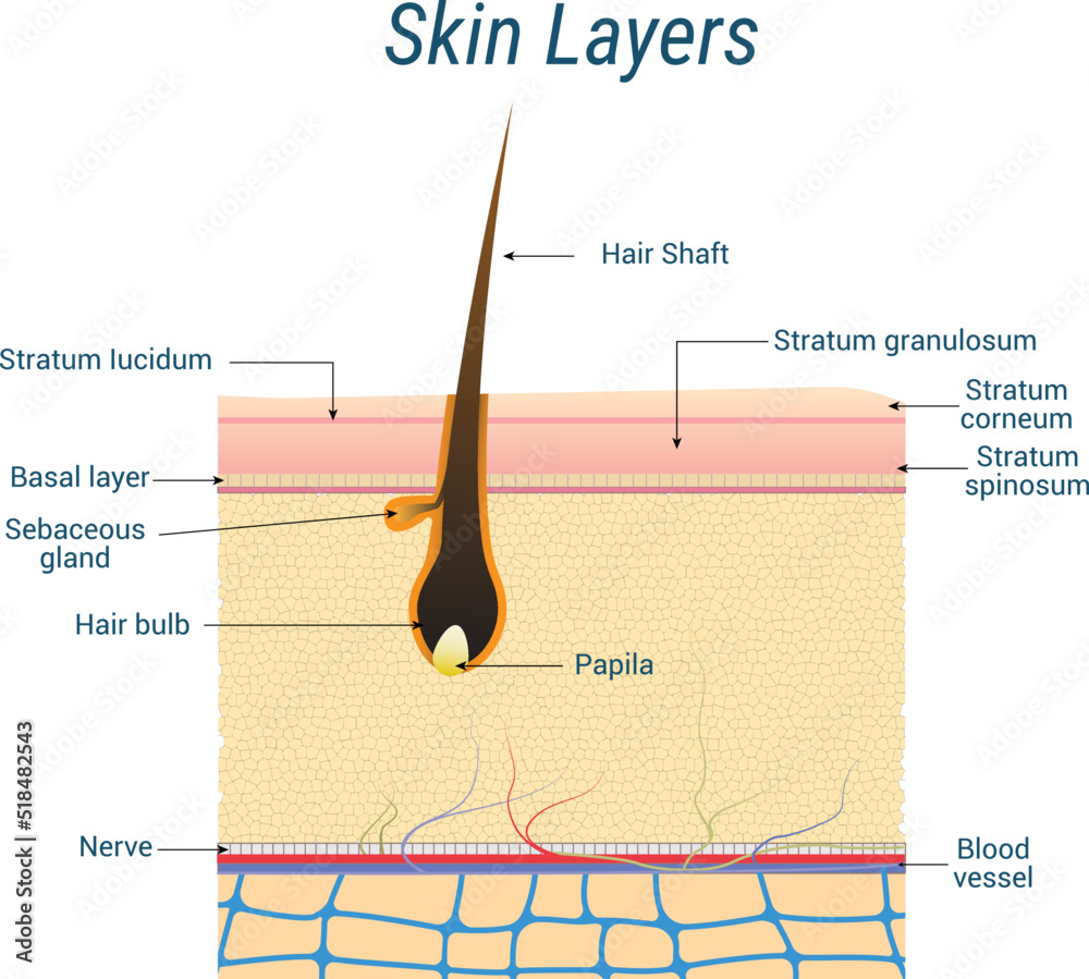 Skin Layers anatomy with the hair follicle. flat vector illustration ...