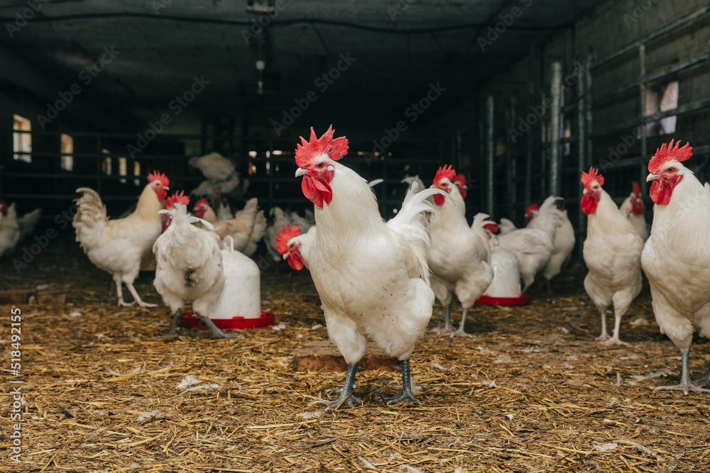 Roosters in Indoor Chicken Coop Stock Photo | Adobe Stock