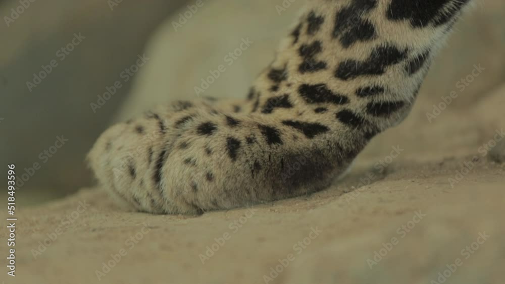 Endangered Macan Tutul Jawa Javan Leopard Panthera Carnivora in Java ...