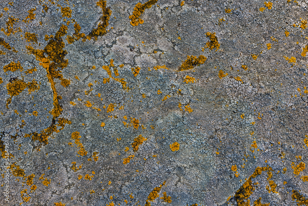 Lichen on quartzite sandstone surface. A pioneer lichen in Bare Rock ...