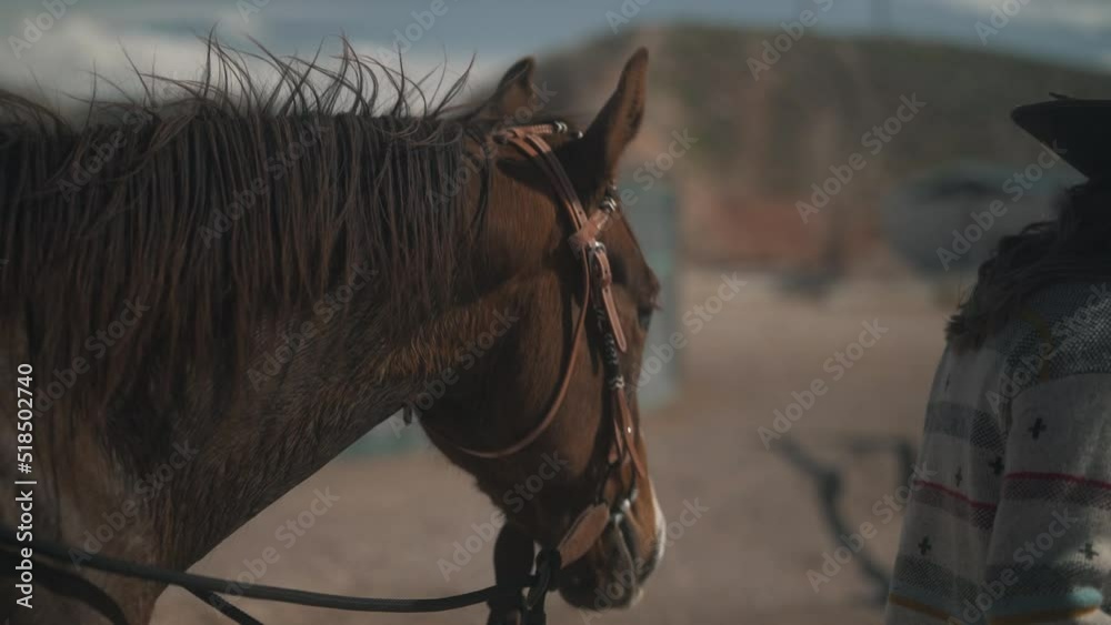 Horse walking getting led by cowgirl. Beautiful horse walking outside ...