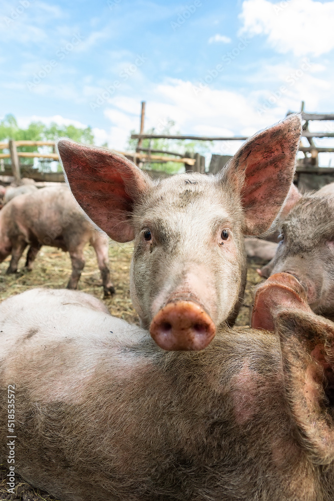 Pig farming raising and breeding of domestic pigs.. Stock Photo | Adobe ...
