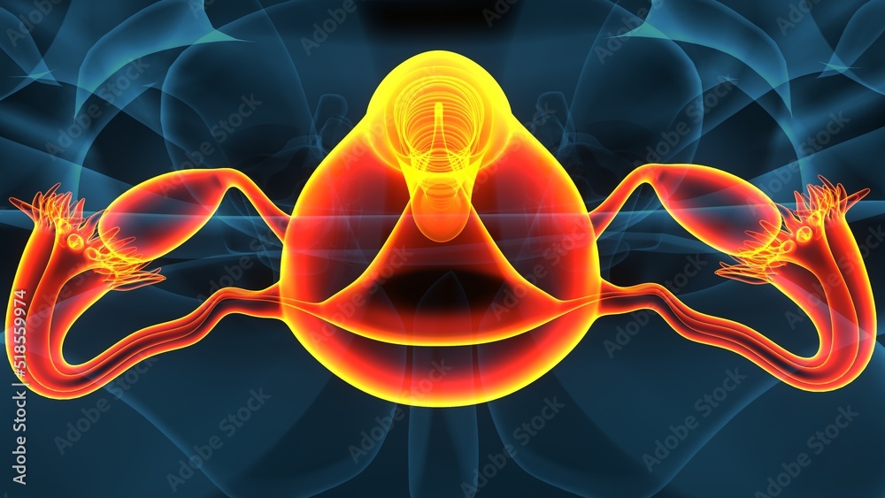 3d illustration of femail reproductive system anatomy Stock ...