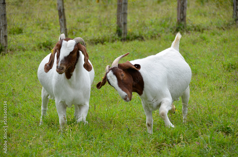 Boer goats vying and fighting for territory on the farm. Stock Photo ...