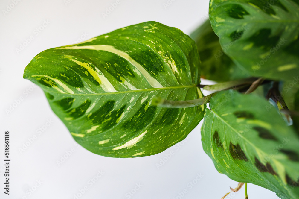 maranta kerchoveana variegata house plant Stock Photo | Adobe Stock