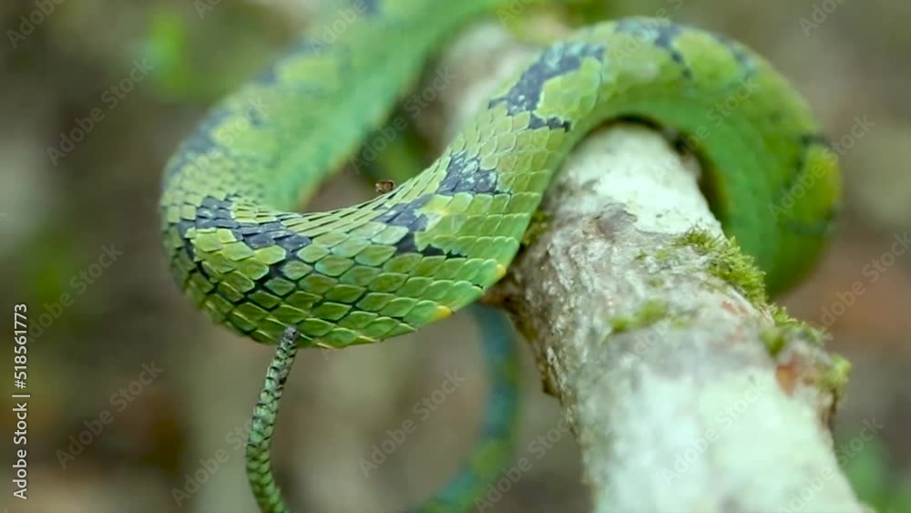 Sri Lankan green pit viper Craspedocephalus trigonocephalus Ceylon pit ... Sri Lankan green pit viper Craspedocephalus trigonocephalus Ceylon pit ...