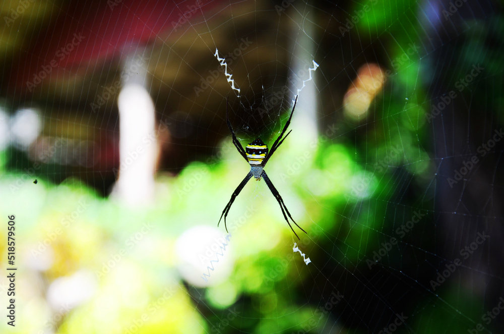 Insect spiders walking on spider web waiting catch victim and food in ...