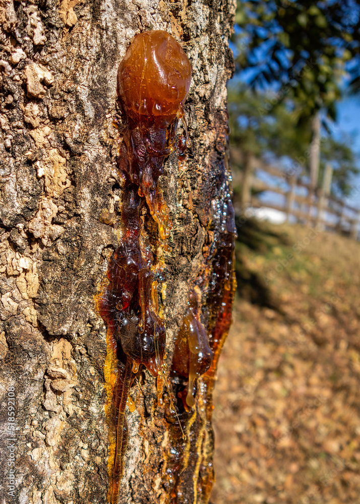 Tree sap in the trunk. Photo of the trunk of a tree from which sap is ...