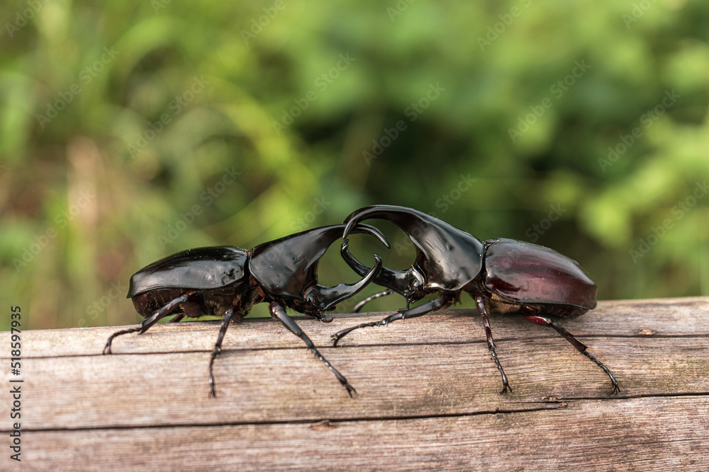 Fotka „The fighting of two male dynastinae beetles on a log. dynastinae ...