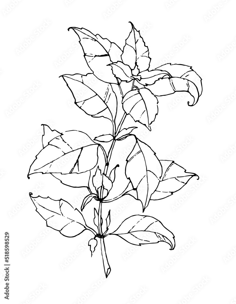 Sketch of Basil leaf. Vector engraved illustration of herb in line art ...