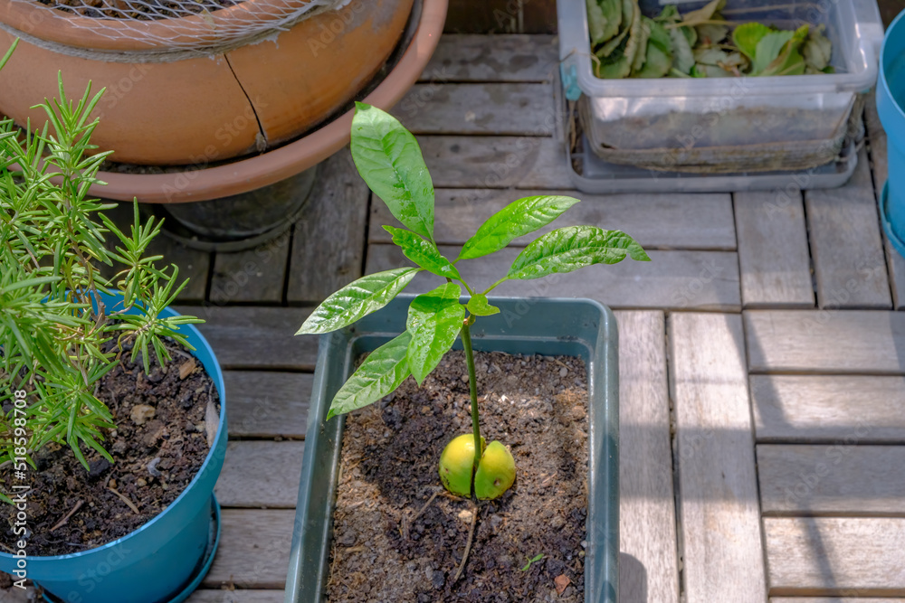 Reed avocado sapling with nutrient deficient damaged leaves, growing ...