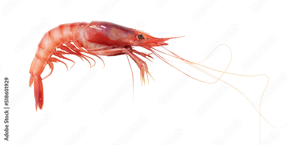 Red prawn isolated on white Stock Photo | Adobe Stock
