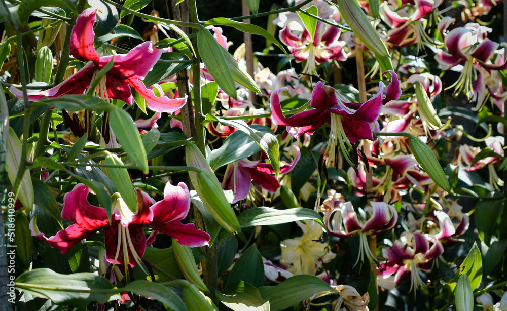 Lys rouge Miss Feya (jardin du ruisseau de l'église 2022) Stock-Foto ...