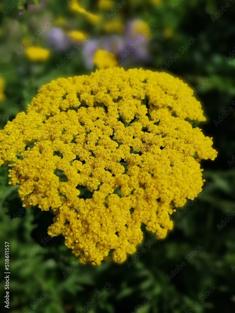 extraordinarily beautiful Achillea millefolium flowers. yellow yarrow ...