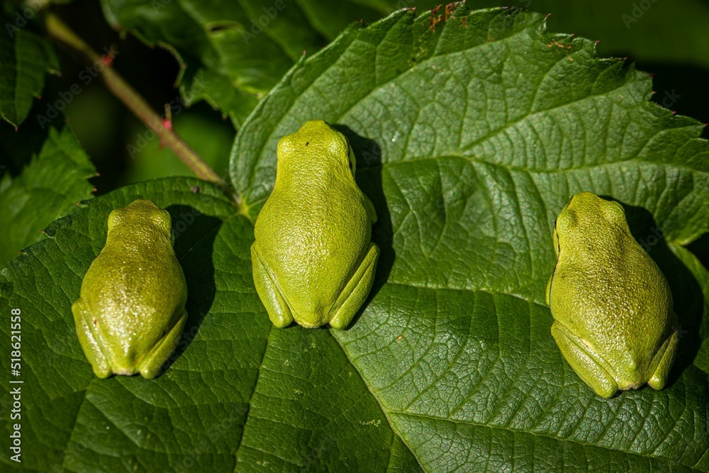 Overhead shot of three tree frogs on a leaf on blurry background Stock ...