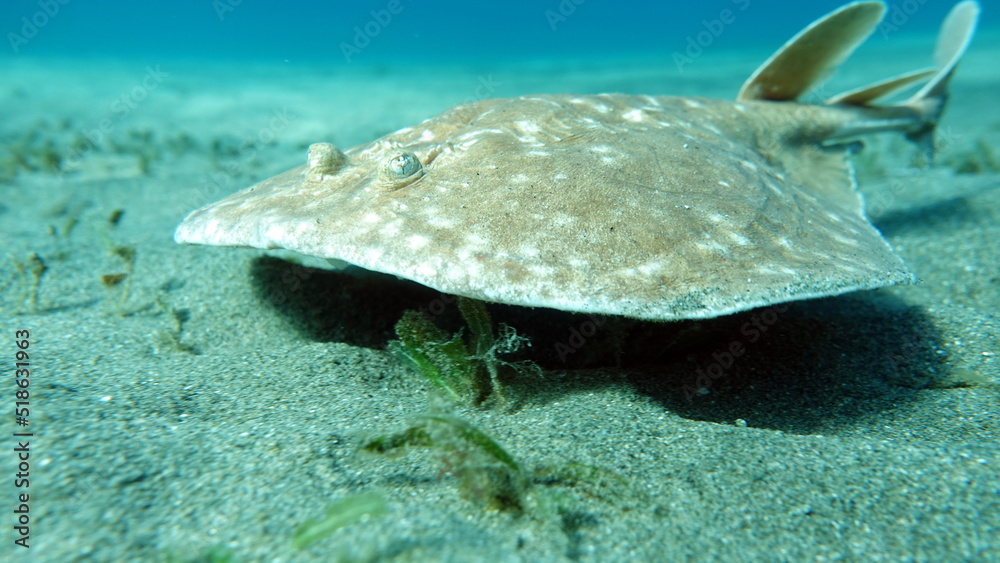 Stingrays. Leopard electric stingray. this electric ray grows up to 100 ...