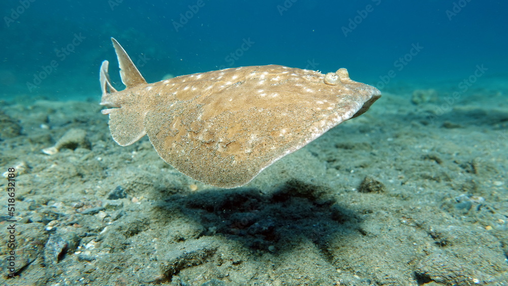 Stingrays. Leopard electric stingray. this electric ray grows up to 100 ...
